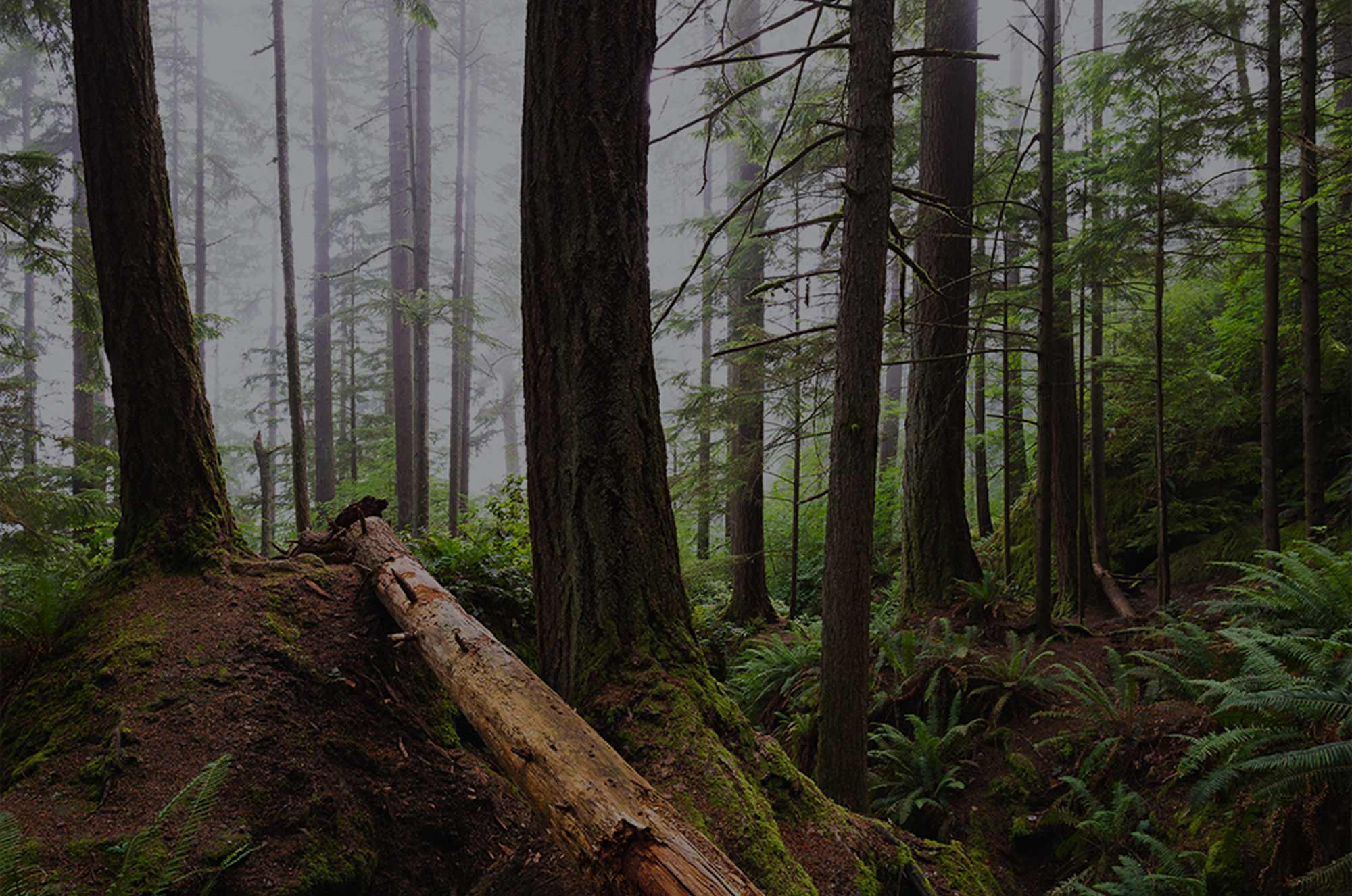 Liz Edwards - Cascade Hardwood