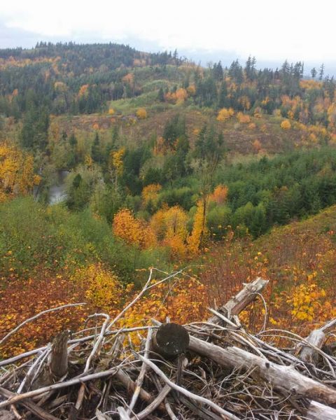 Commitment to the Environment | Cascade Hardwood